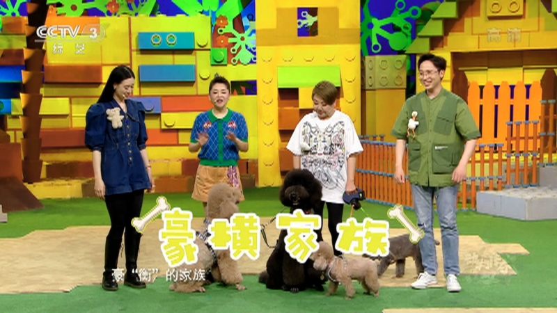 《动物传奇》 20211009 贵宾犬