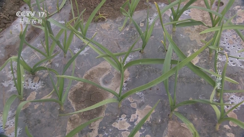 《田间示范秀》 20230421 让大蒜早抽薹