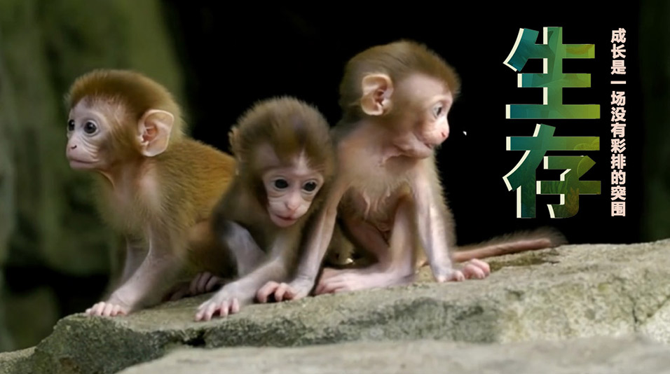 CCTV-9紀錄頻道節目官網_CCTV節目官網_央視網