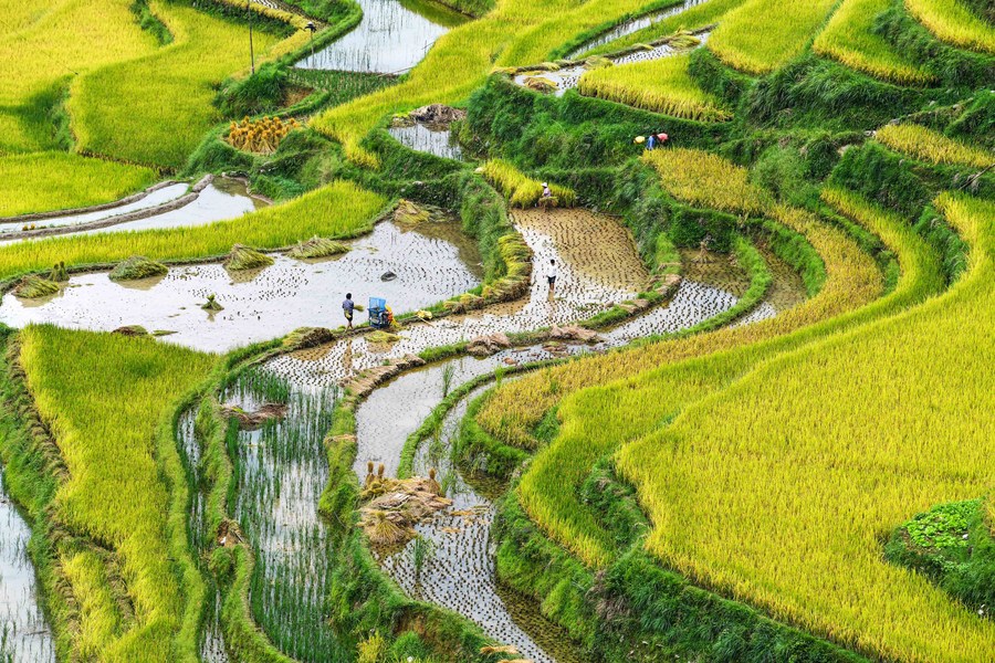 China's common prosperity boon to world_英语频道_央视网(cctv.com)
